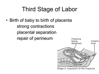 4 Stages of Labor | PPT