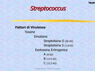 4.strepto | PPT