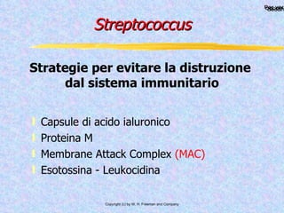 4.strepto | PPT