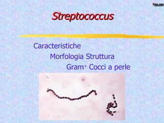 4.strepto | PPT