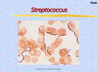 4.strepto | PPT