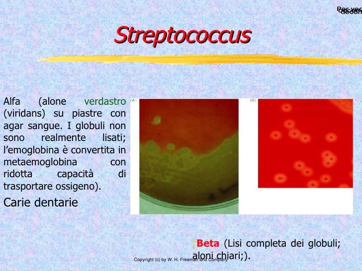 4.strepto