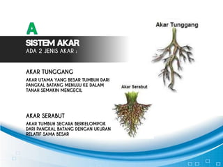 4 struktur tumbuhan | PPSX