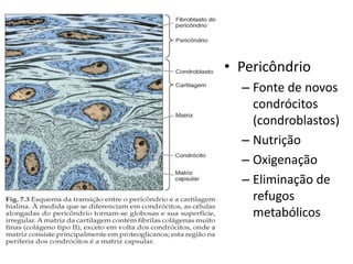 4.tecido cartilaginoso | PPTX