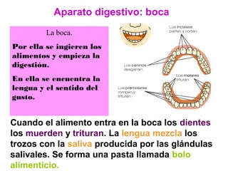 4º tema 1- el aparato digestivo | PPT