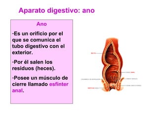 4º tema 1- el aparato digestivo | PPT