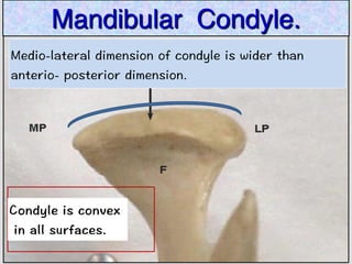 Temporomandibular joint dr sherif hassan oral biology Azhar Univ. and ...