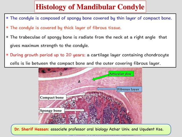 Temporomandibular joint dr sherif hassan oral biology Azhar Univ. and ...