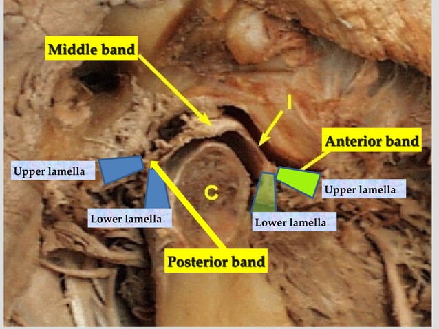 Temporomandibular joint dr sherif hassan oral biology Azhar Univ. and ...