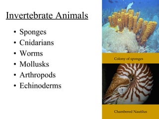 The6 Kingdoms.ClassificationNotes#4 | PPT