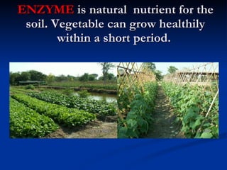 4. The Role Of Enzyme In Agriculture | PPT
