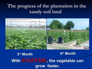 4. The Role Of Enzyme In Agriculture | PPT