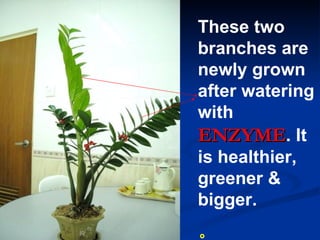 4. The Role Of Enzyme In Agriculture | PPT