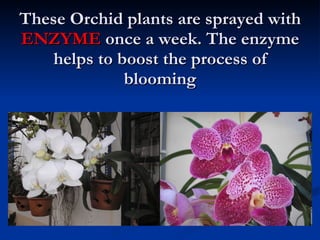 4. The Role Of Enzyme In Agriculture | PPT