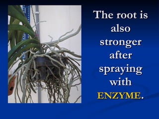 4. The Role Of Enzyme In Agriculture | PPT