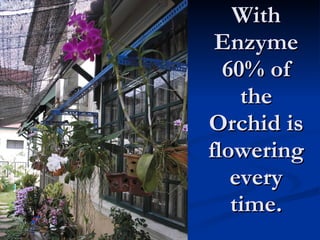 4. The Role Of Enzyme In Agriculture | PPT