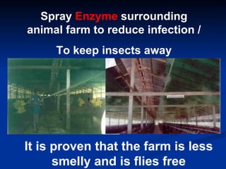 4. The Role Of Enzyme In Agriculture | PPT