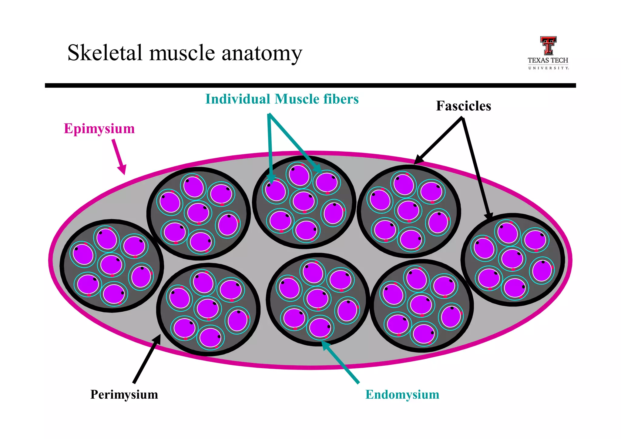 Role of vitamin D in broiler chicken skeletal muscle development and ...