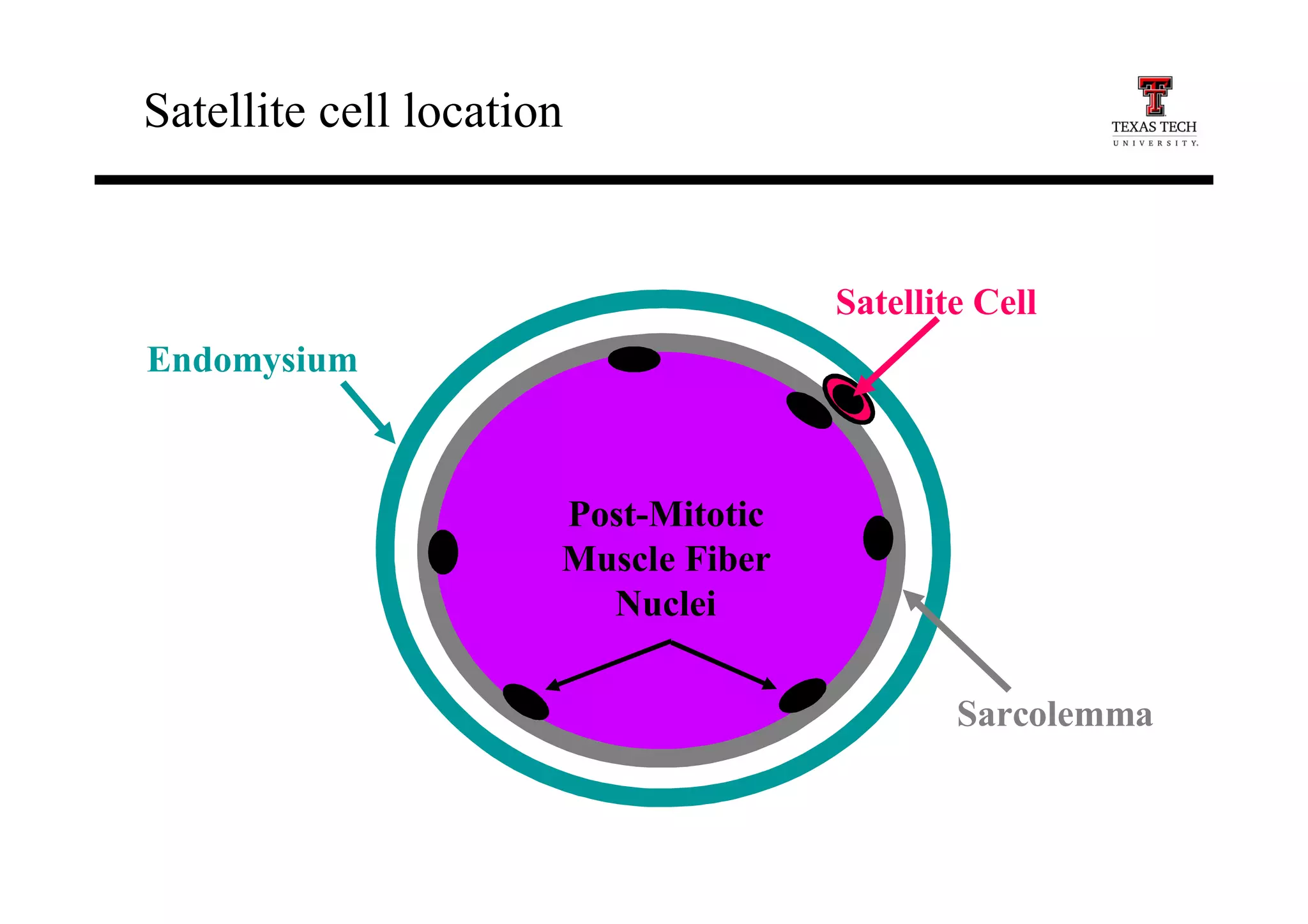 Role of vitamin D in broiler chicken skeletal muscle development and ...