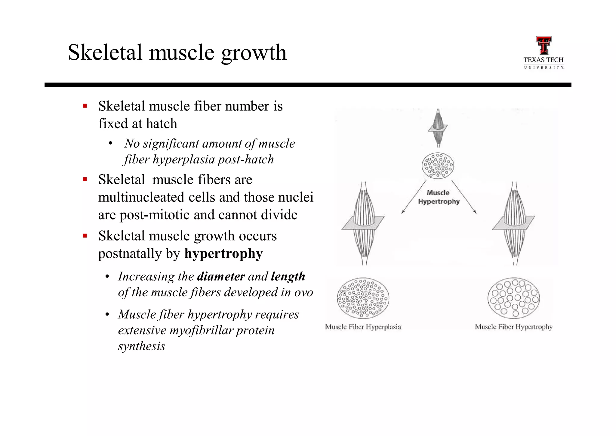 Role of vitamin D in broiler chicken skeletal muscle development and ...