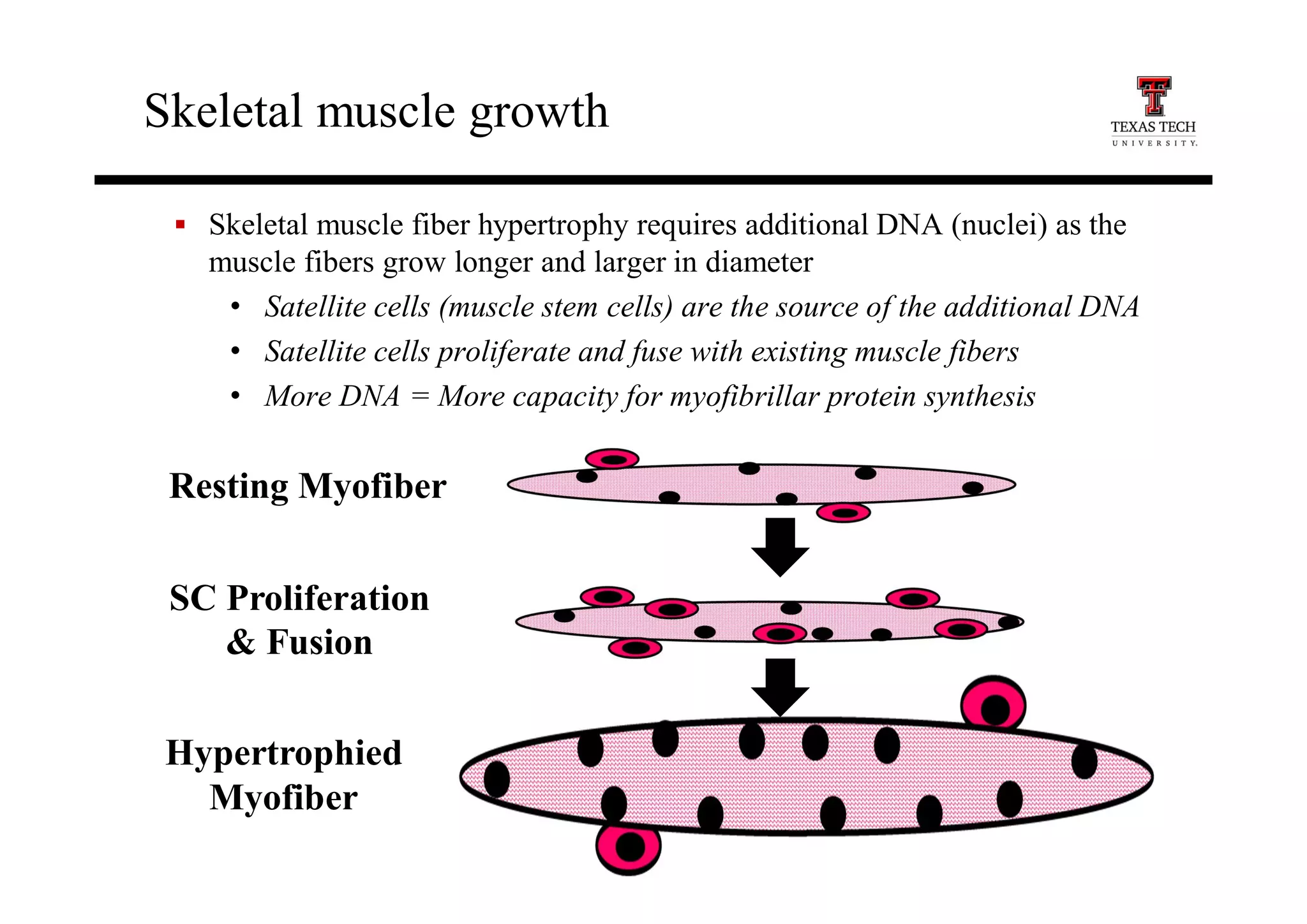 Role of vitamin D in broiler chicken skeletal muscle development and ...