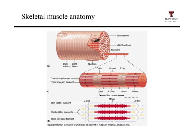Role of vitamin D in broiler chicken skeletal muscle development and ...