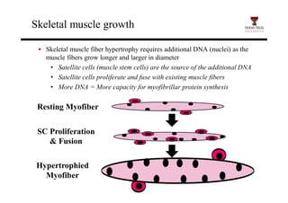 Role of vitamin D in broiler chicken skeletal muscle development and ...