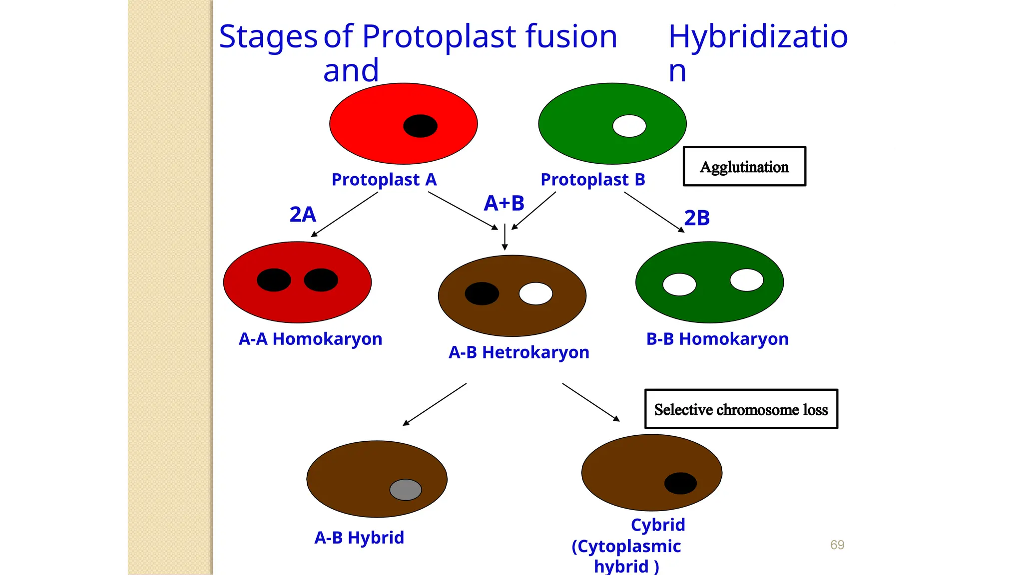 Tissue-culture-Types-Hybridization. pptxpptx | PPTX