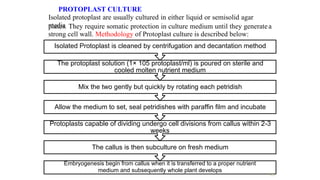 Tissue-culture-Types-Hybridization. pptxpptx | PPTX