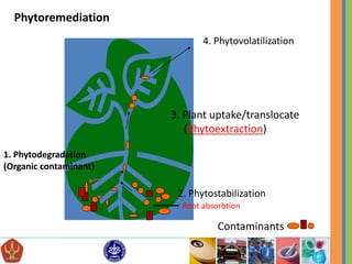 Phytoremediation of Heavy Metal and Metalloid: Potentials for Mangrove ...