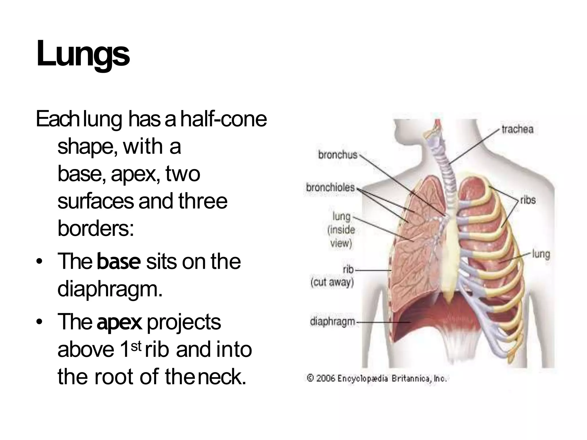 Anatomy of trachea & lungs | PPTX