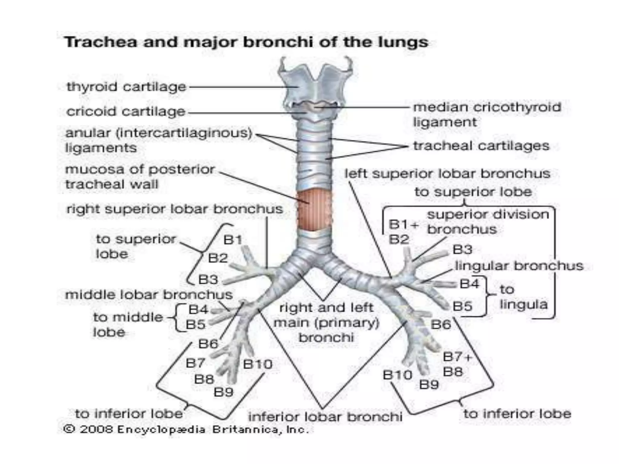 Anatomy of trachea & lungs | PPTX