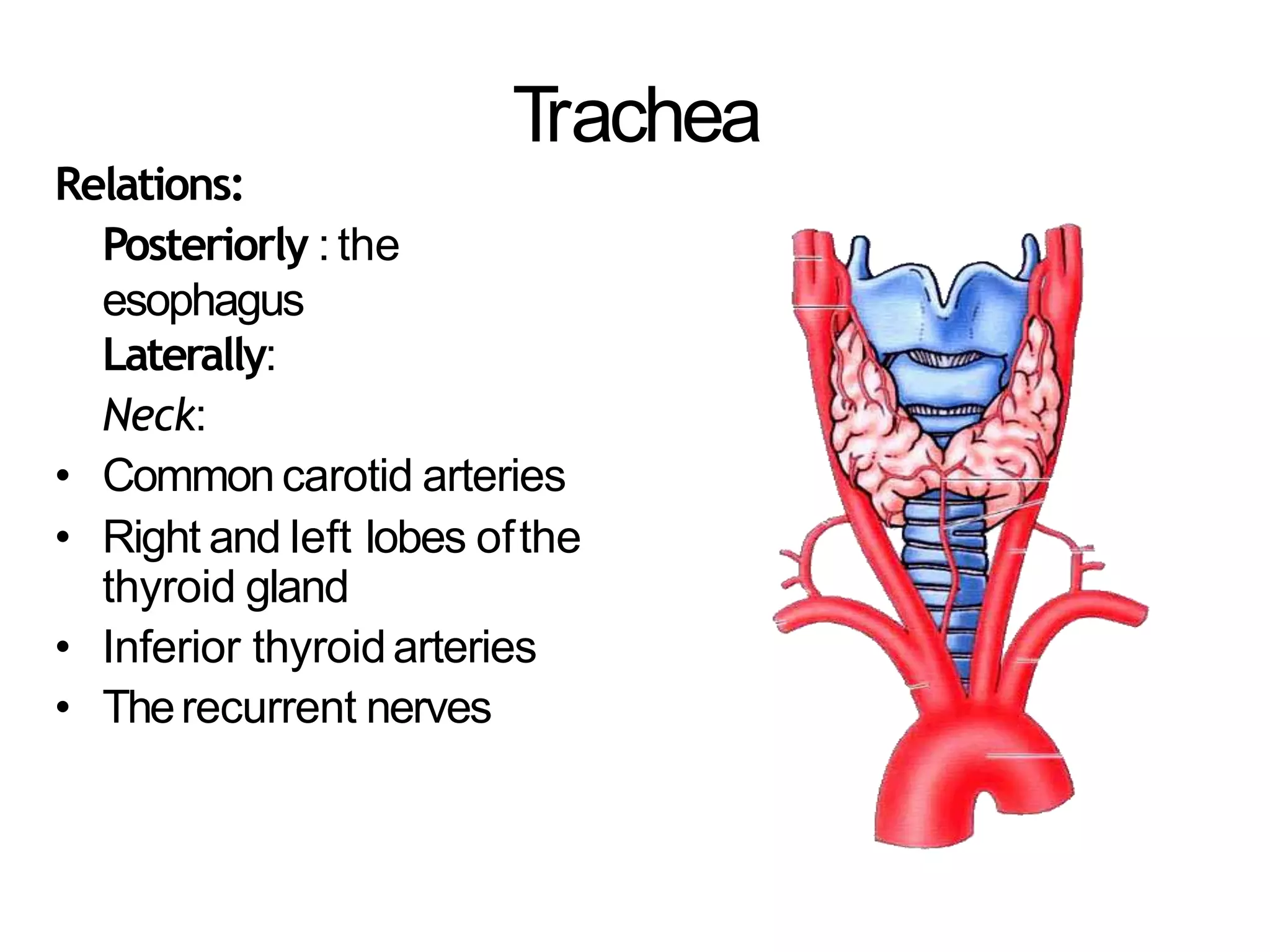 Anatomy of trachea & lungs | PPTX