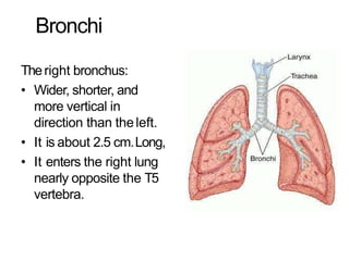 Anatomy of trachea & lungs | PPTX
