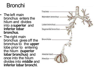 Anatomy of trachea & lungs | PPTX