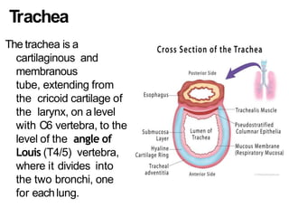 Anatomy of trachea & lungs | PPTX