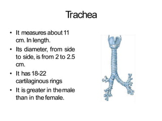 Anatomy of trachea & lungs | PPTX