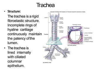 Tracheal Cartilage Diagram