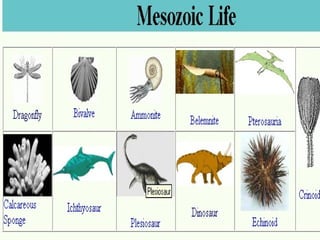 Triassic Life Forms