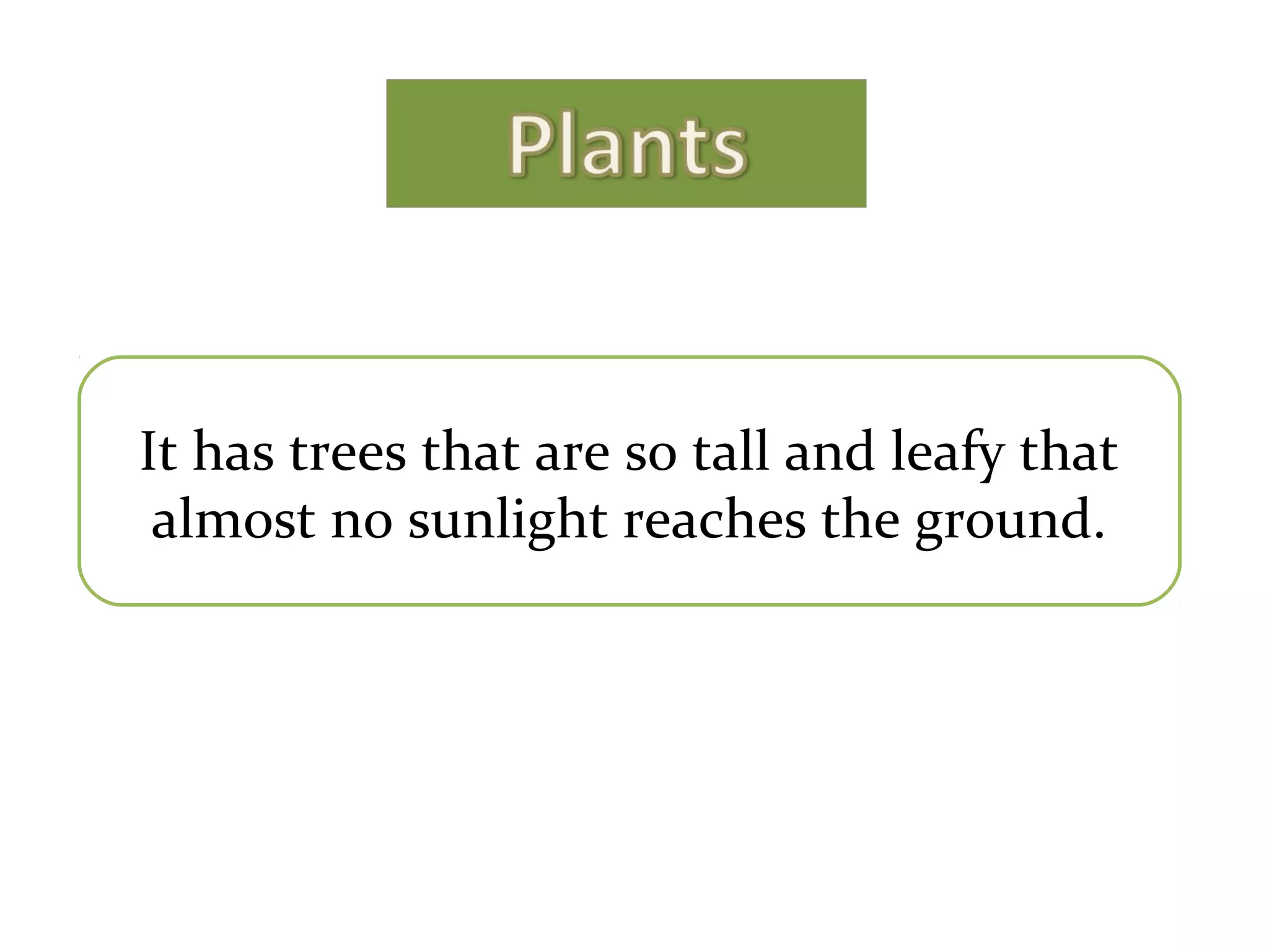 4 tropical rain forest biome | PPT