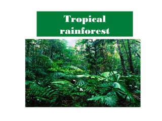 4 tropical rain forest biome | PPT