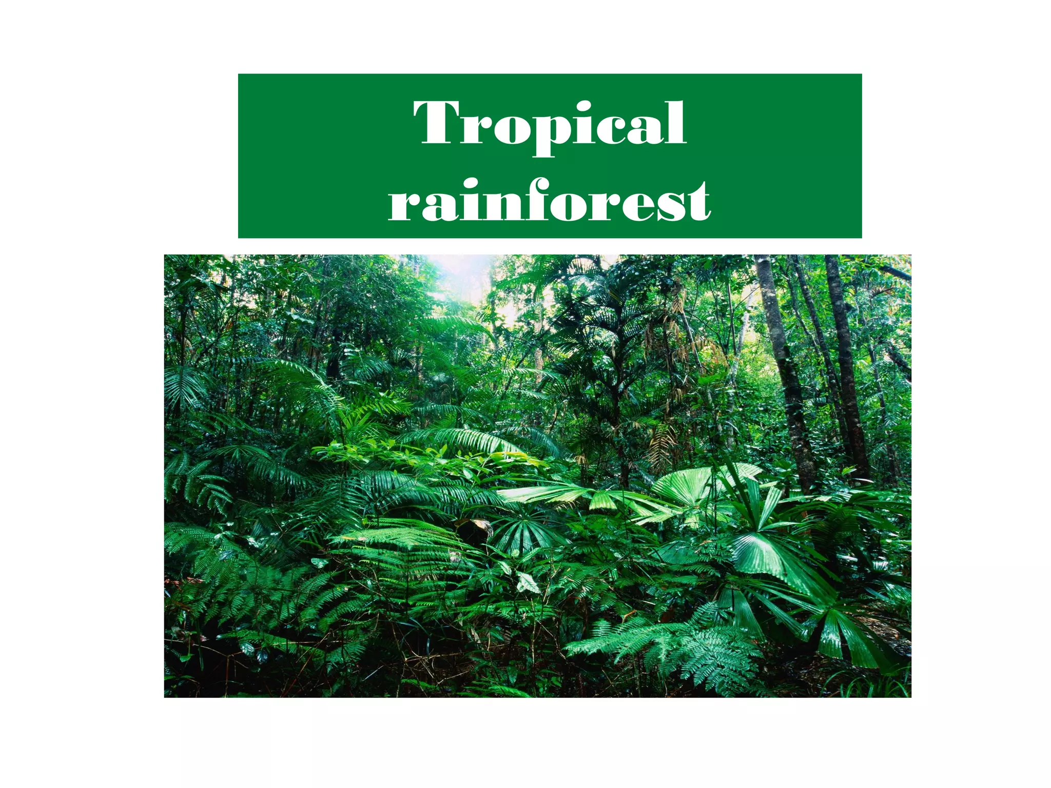 4 tropical rainforest | PPT