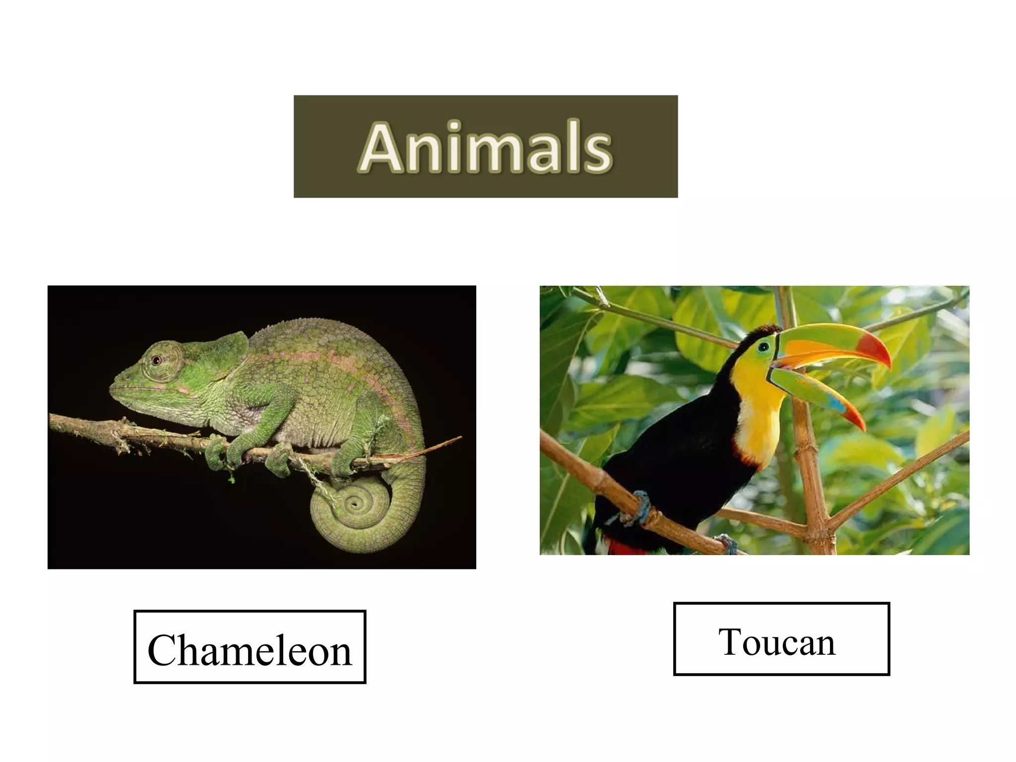 4 tropical rainforest | PPT