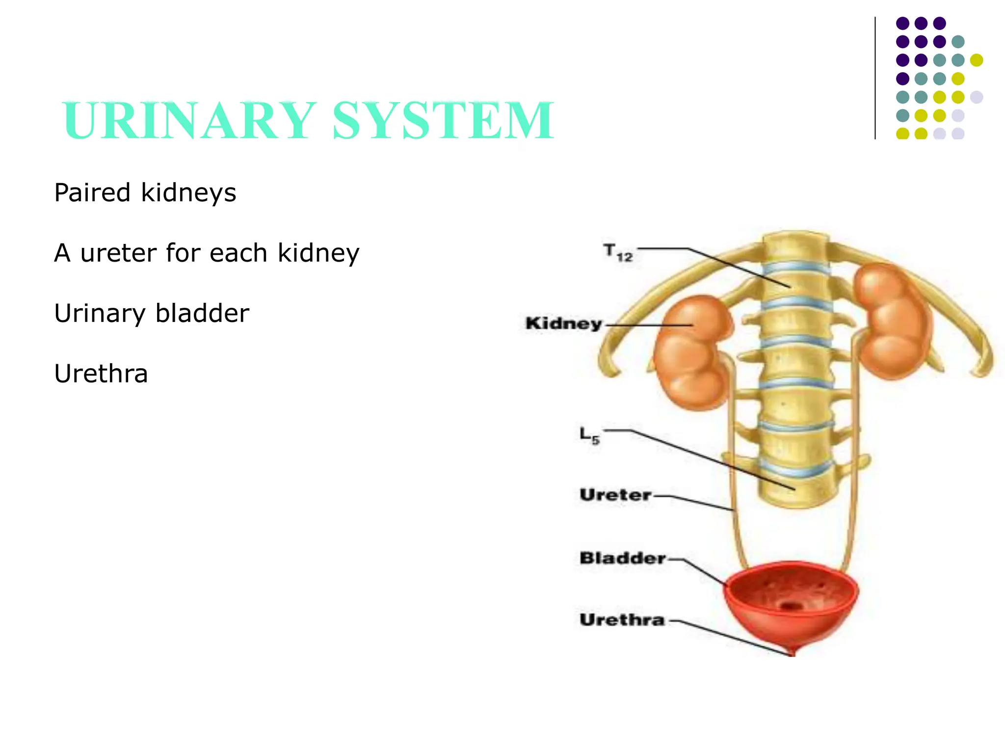 4-urinary-system and management of urinary infection | PPT | Endocrine ...