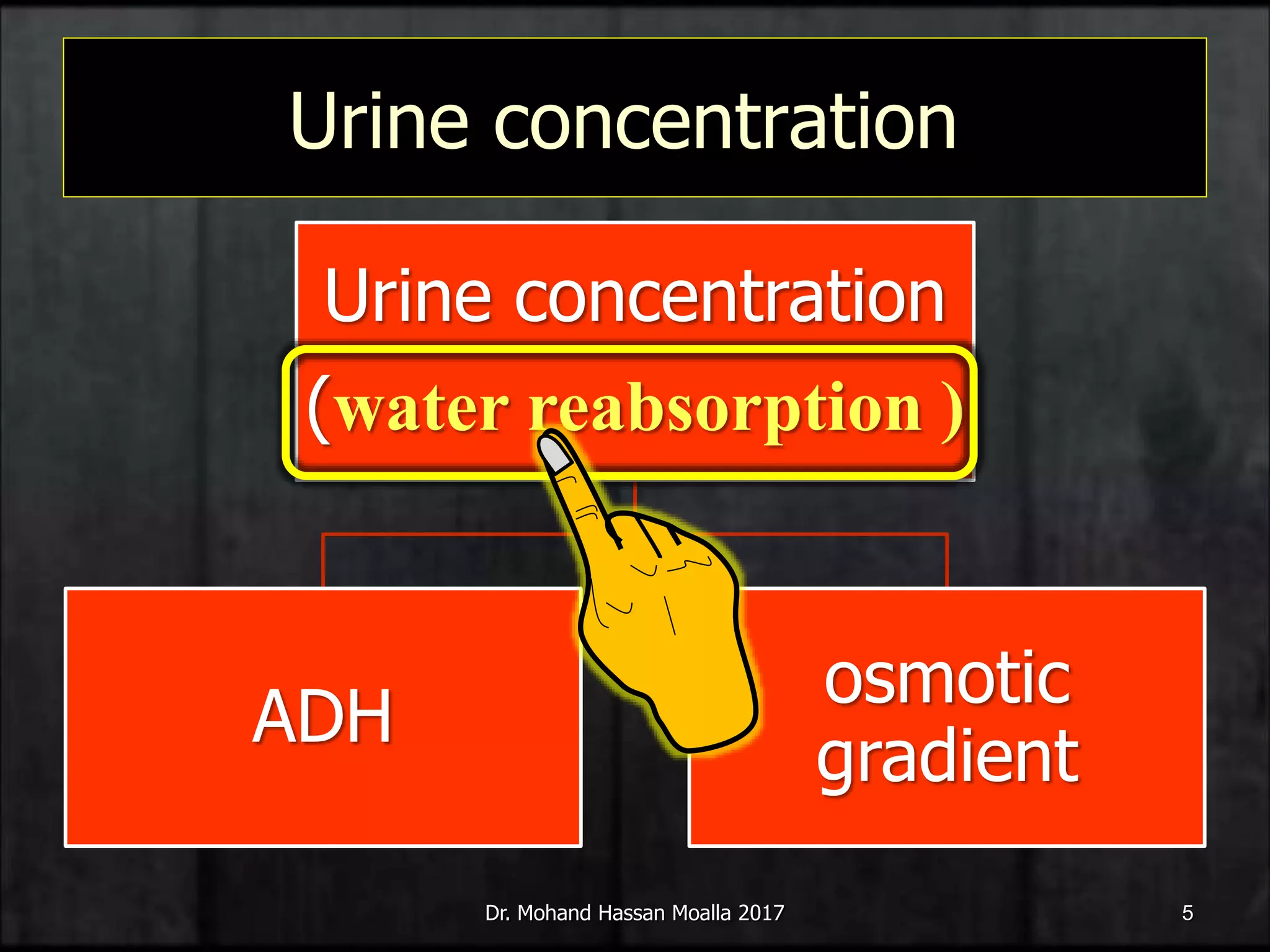 4-Urine concentration.ppt