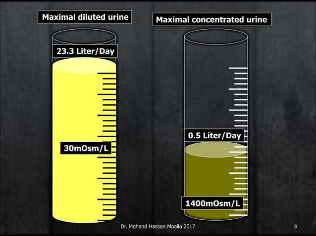 4-Urine concentration.ppt | Blood Disorders | Diseases and Conditions