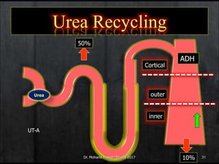 4-Urine concentration.ppt | Blood Disorders | Diseases and Conditions
