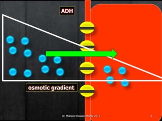 4-Urine concentration.ppt