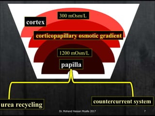 4-Urine concentration.ppt