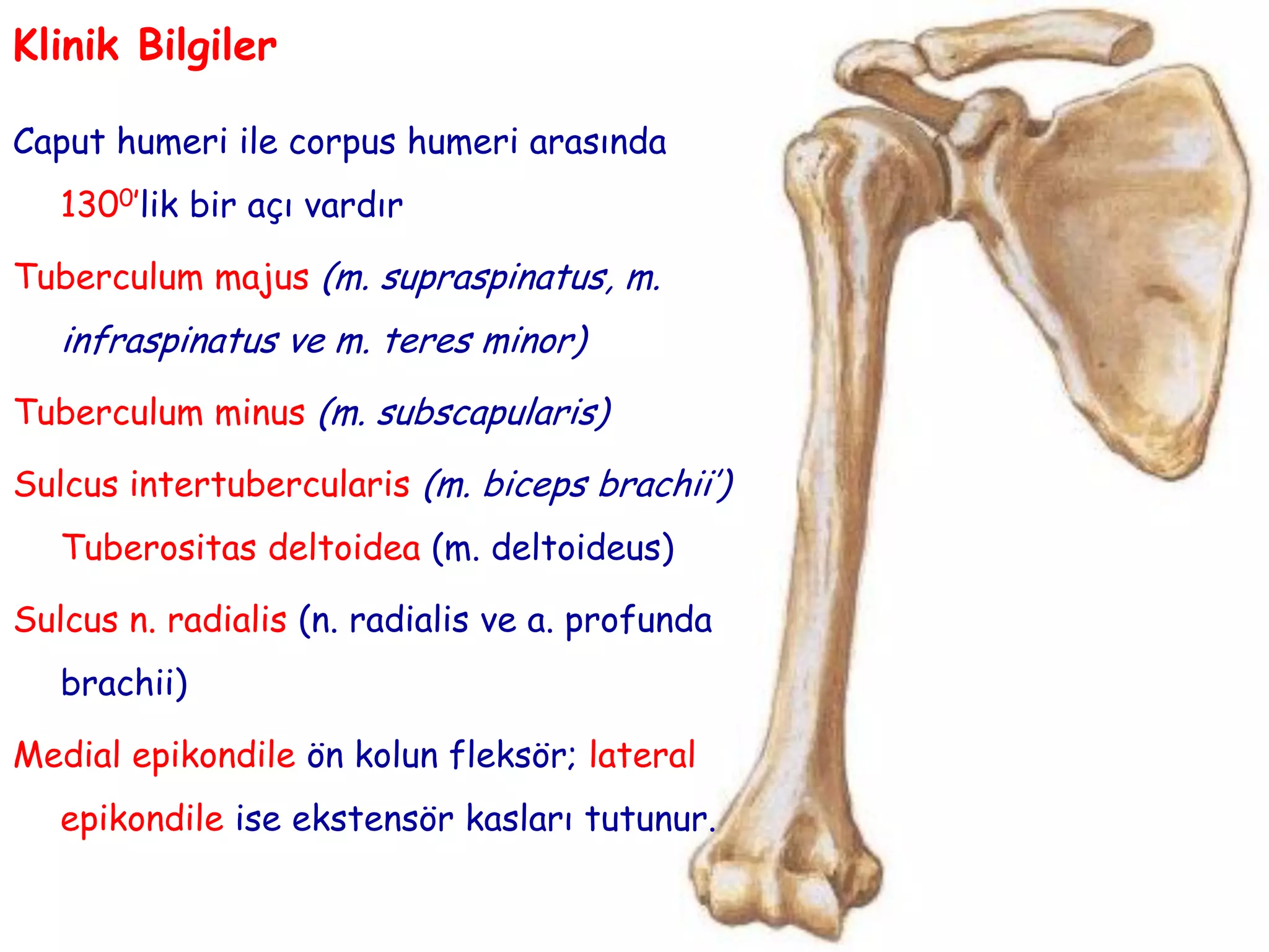 Anatomi ders notu - üst ekstremite kemikleri / Prof. Dr. Ahmet Songur | PDF